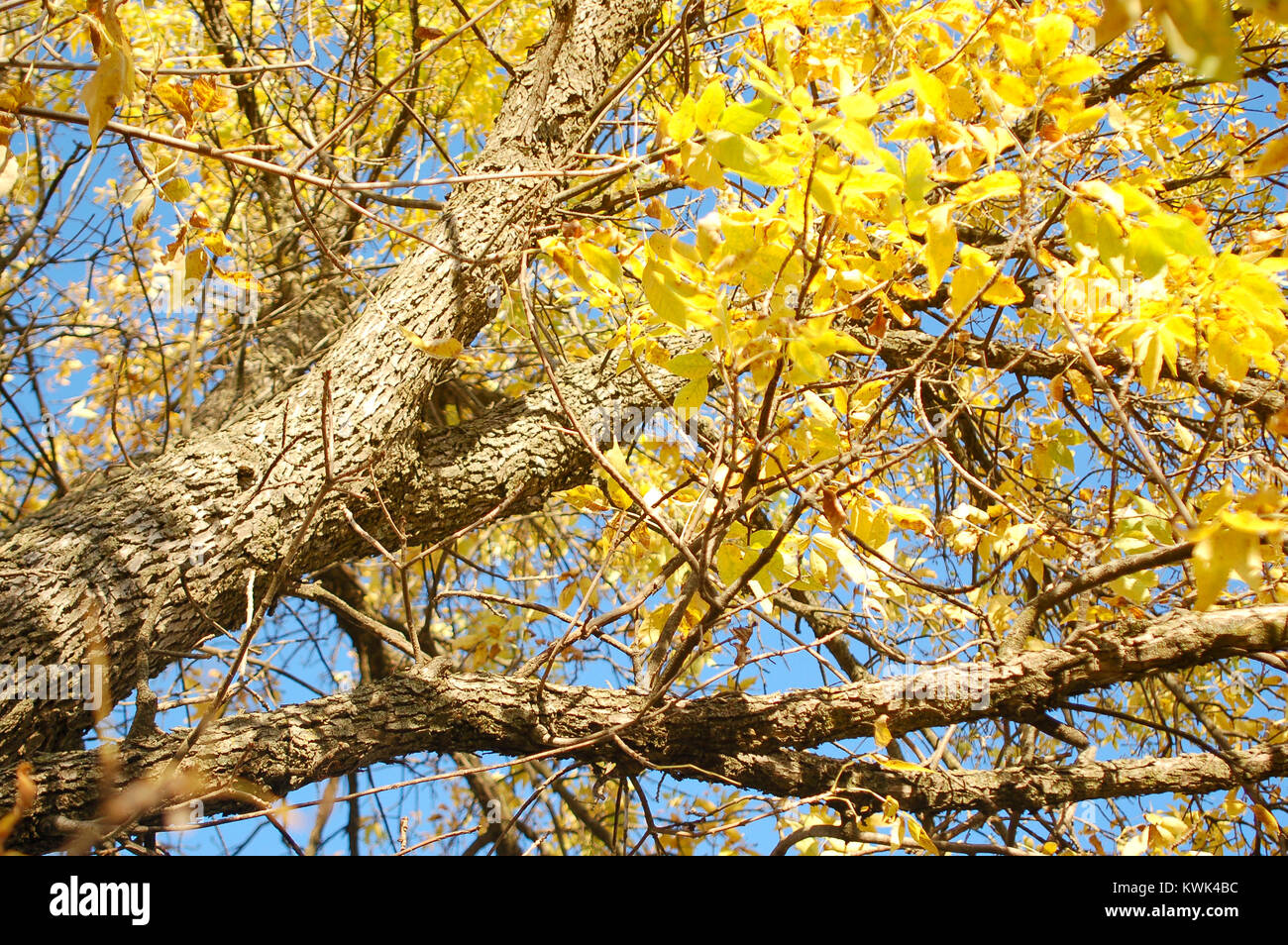 Bright yellow fall tree hi-res stock photography and images - Alamy