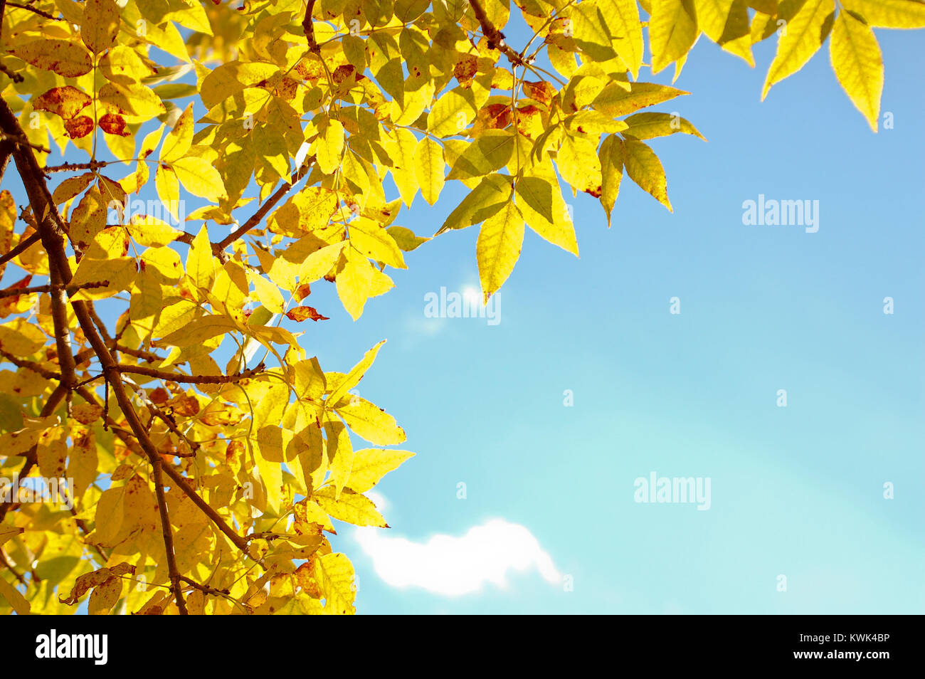 Bright yellow fall tree hi-res stock photography and images - Alamy