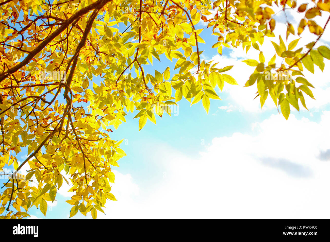 Bright yellow fall tree hi-res stock photography and images - Alamy