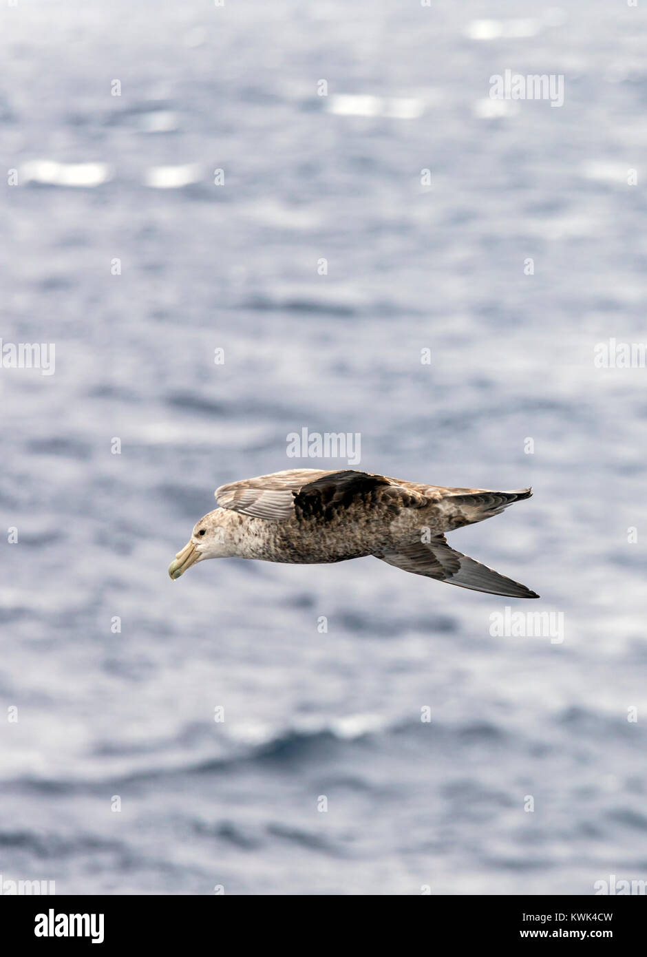 Southern Giant Petrel; Macronectes giganteus; Antarctic giant petrel ...
