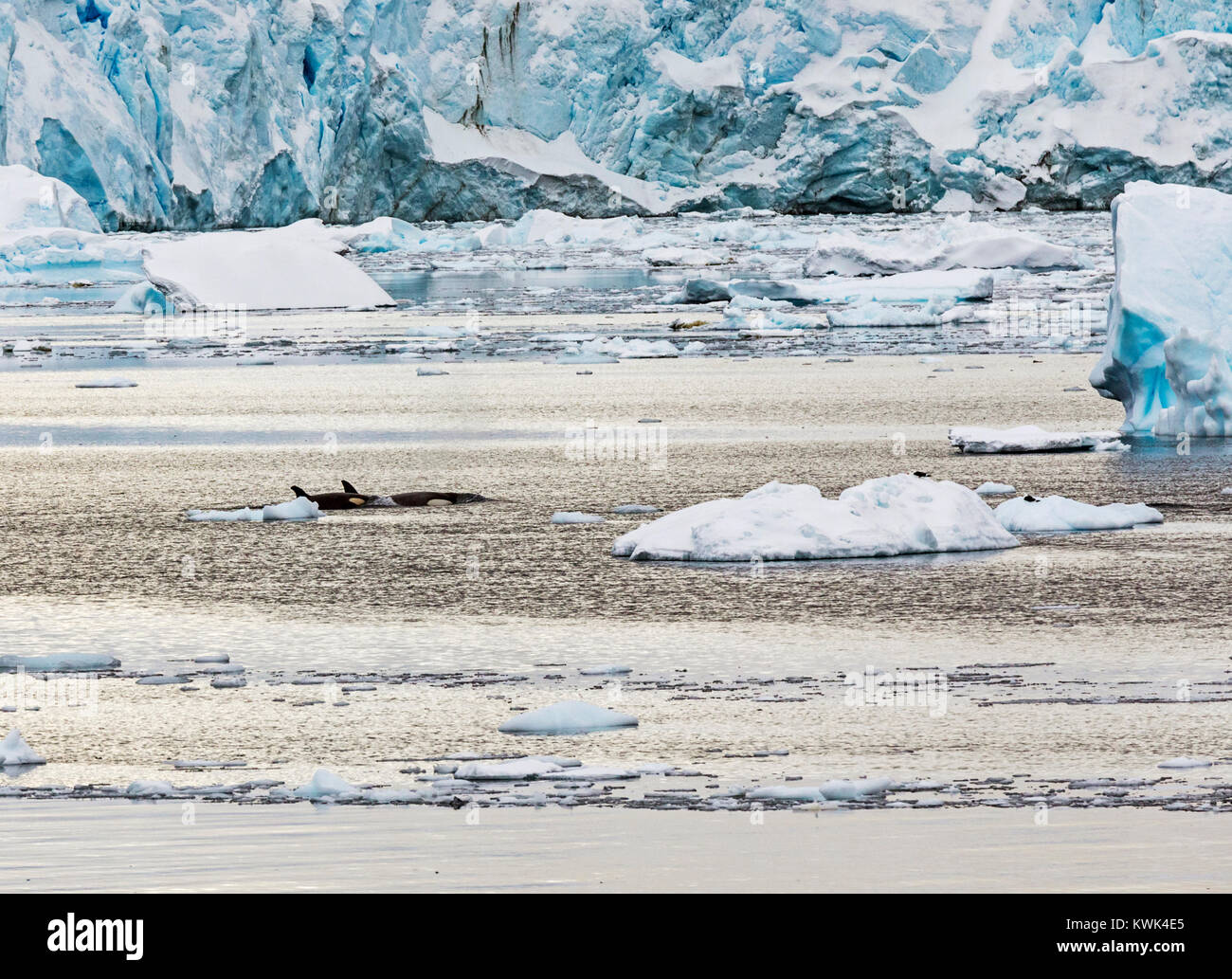 Orca eating seal hi-res stock photography and images - Alamy