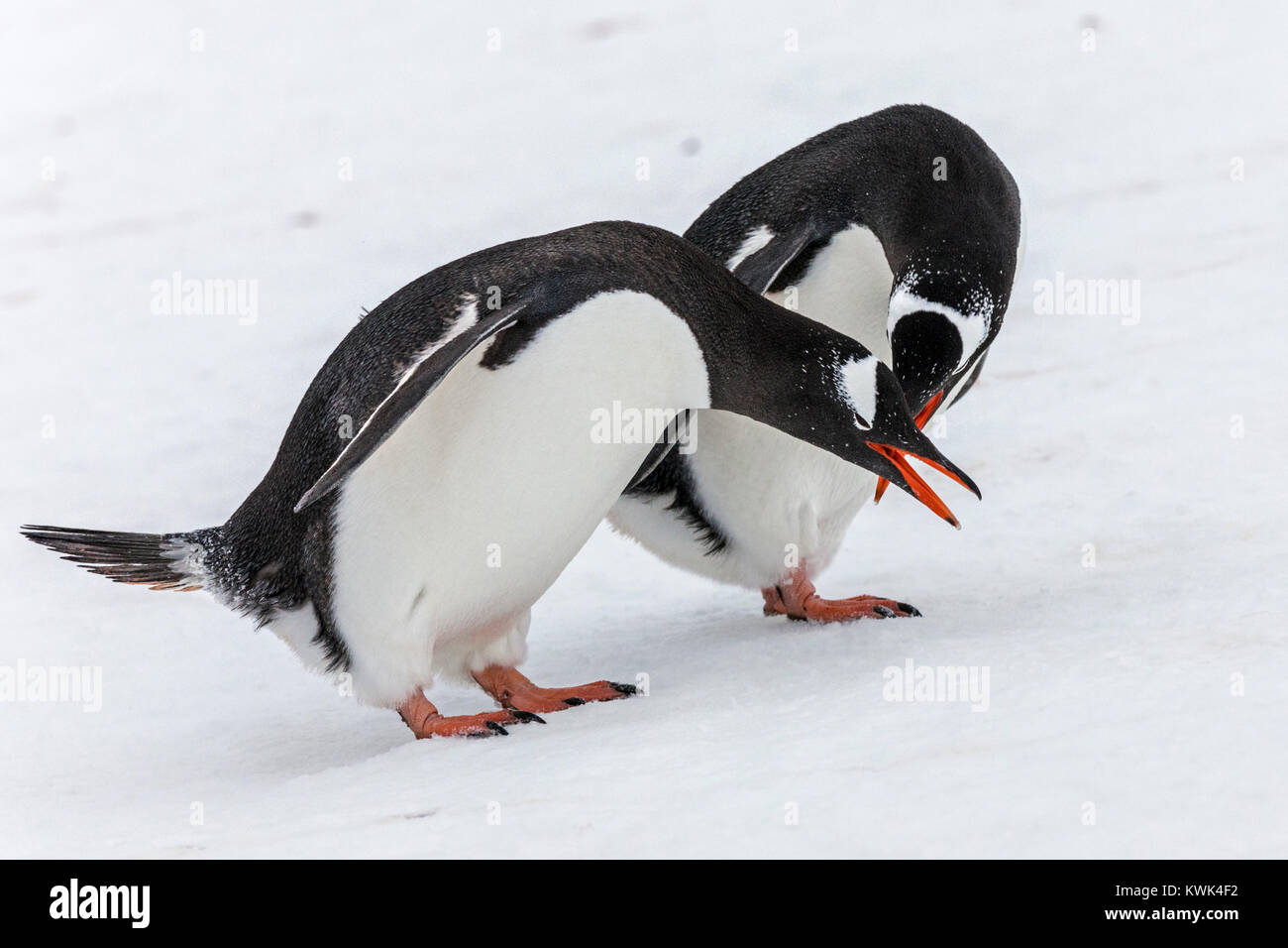 Pygoscelis papua hi-res stock photography and images - Alamy