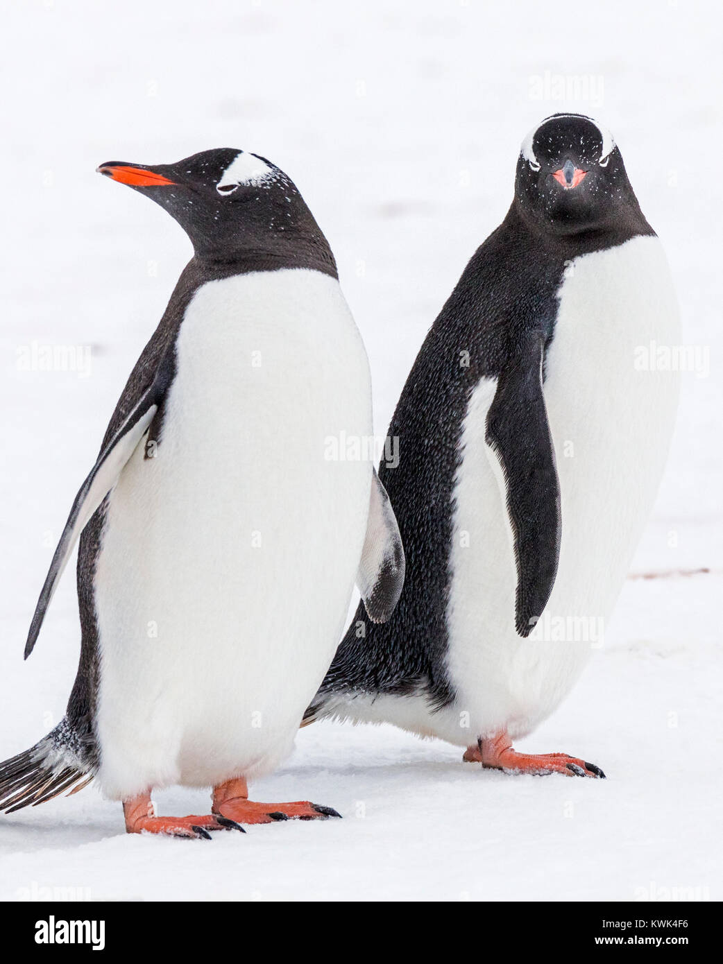 Long-tailed Gentoo penguin; Pygoscelis papua; Cuverville Island ...