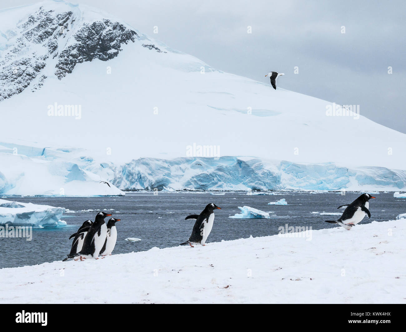 Flying penguin hi-res stock photography and images - Alamy