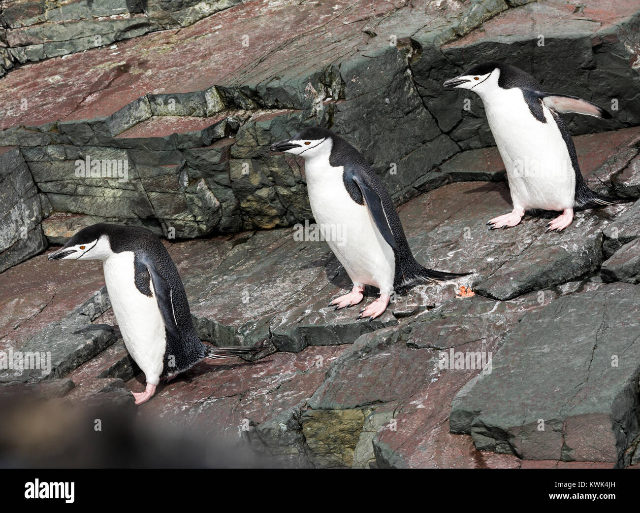 Chinstrap Penguin; Pygoscelis antarcticus; ringed penguin; bearded ...