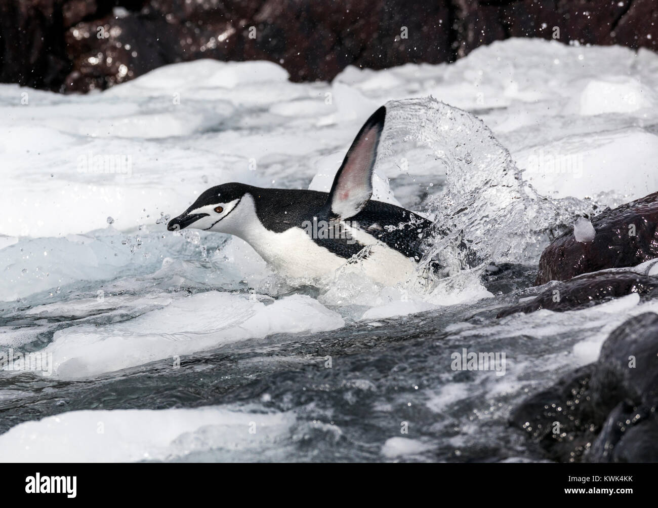 Swimming Chinstrap Penguin; Pygoscelis antarcticus; ringed penguin ...