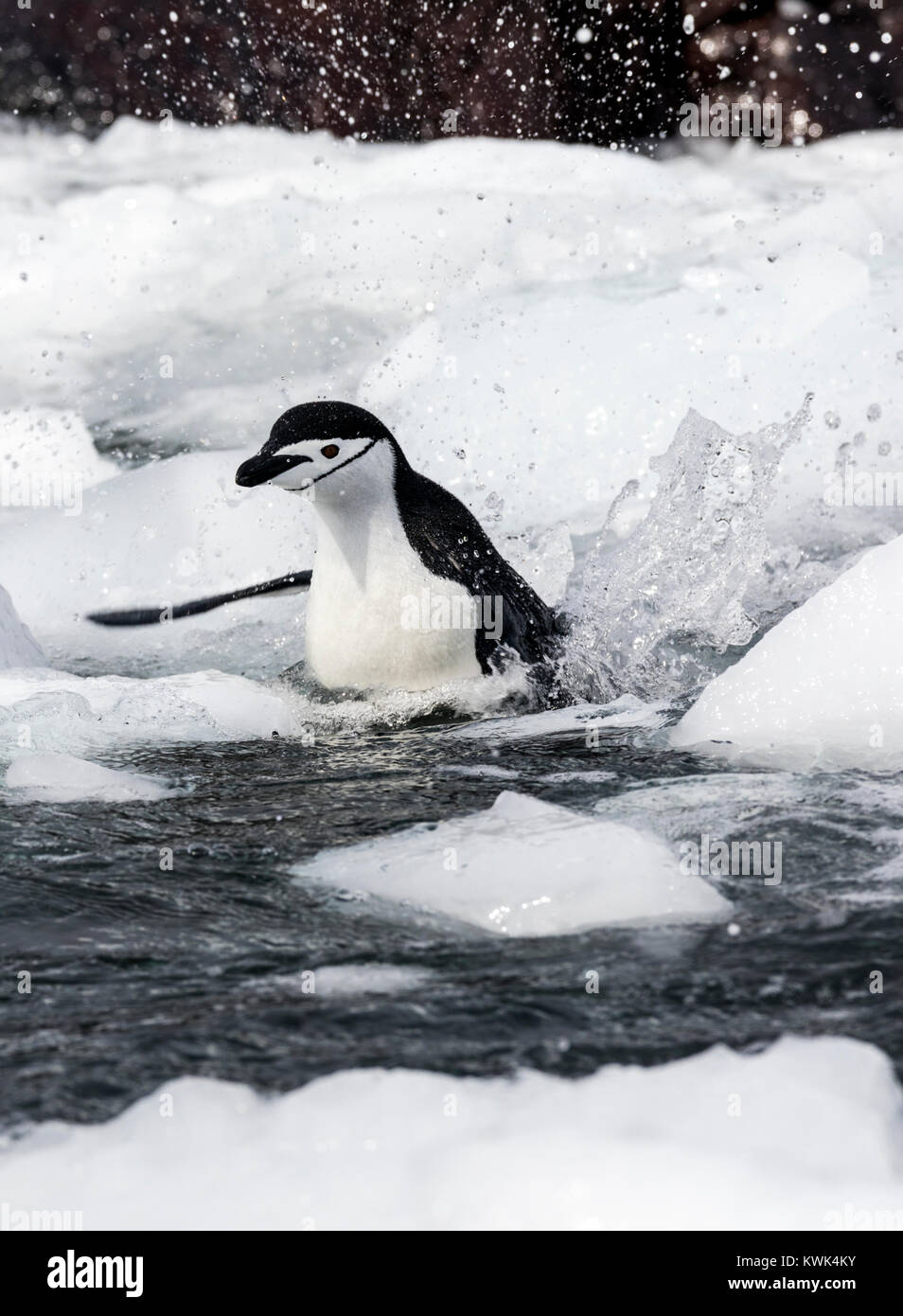 Swimming Chinstrap Penguin; Pygoscelis antarcticus; ringed penguin ...