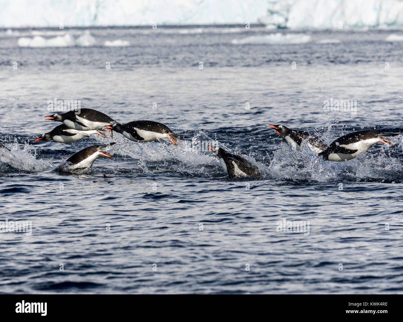 Gentoo Penguins Swimming Hi Res Stock Photography And Images Alamy