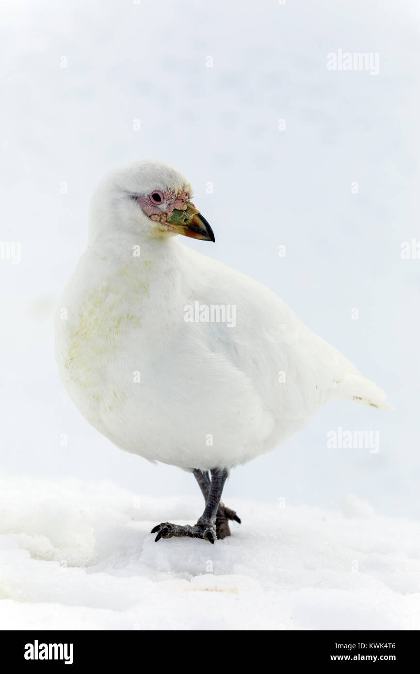 Snowy sheathbill; Chionis albus; greater sheathbill; pale-faced ...