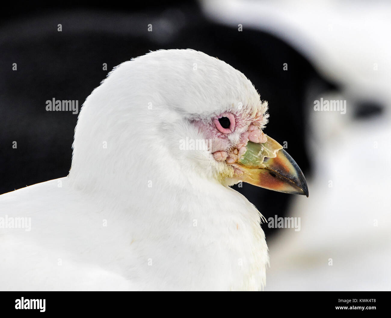 Snowy sheathbill; Chionis albus; greater sheathbill; pale-faced ...