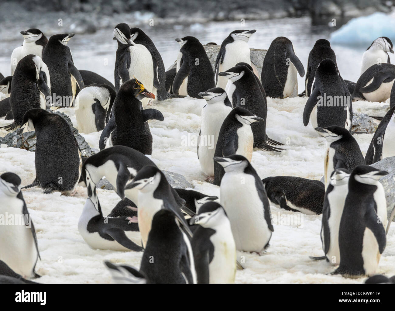 Lone Macaroni Penguin on rookery with Chinstrap Penguins; ringed ...