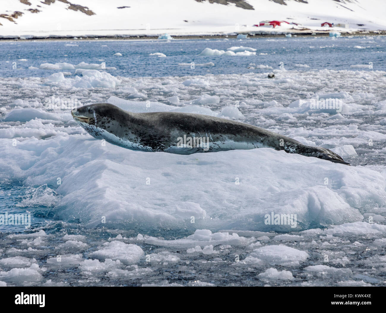 Seal leopard seal hi-res stock photography and images - Alamy
