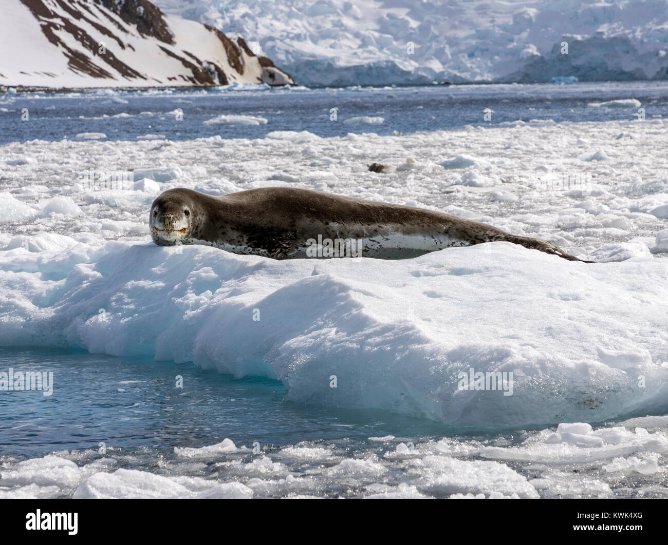 Fat leopard hi-res stock photography and images - Alamy