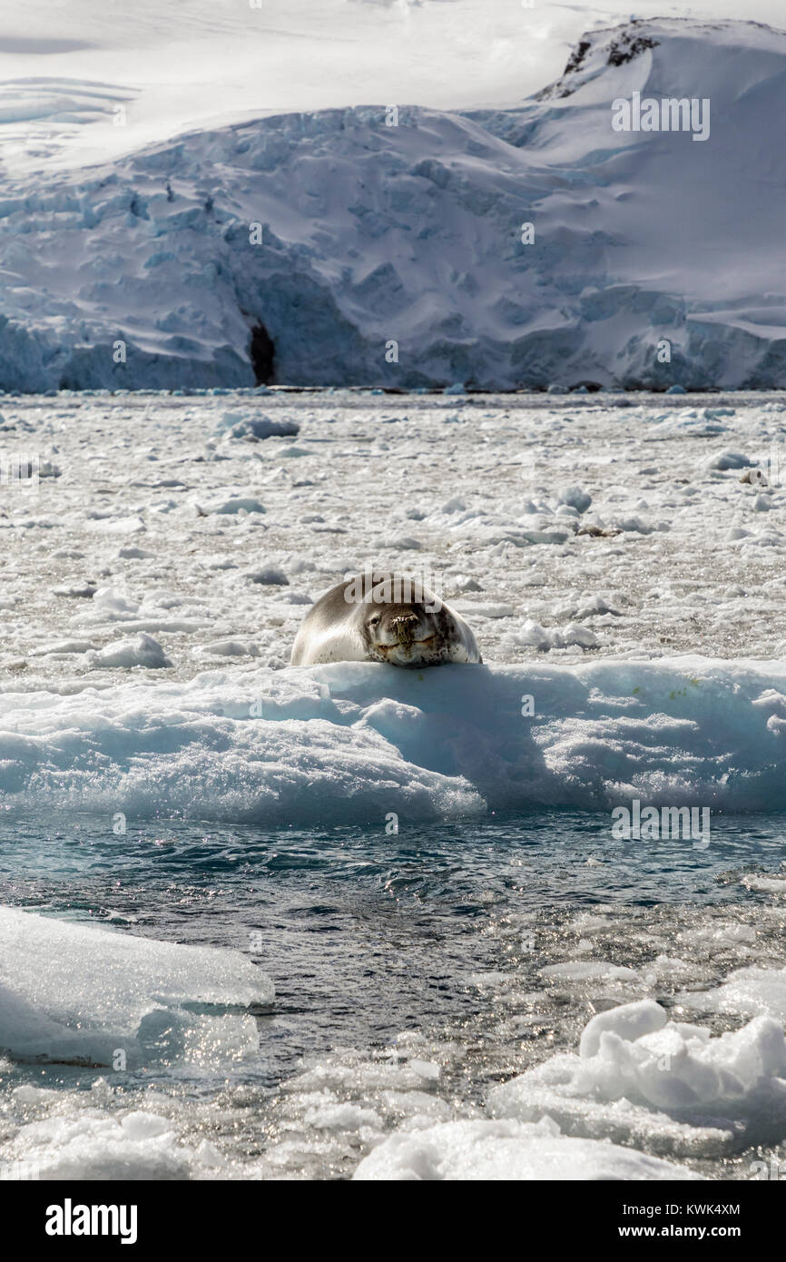 Seal leopard hi-res stock photography and images - Alamy