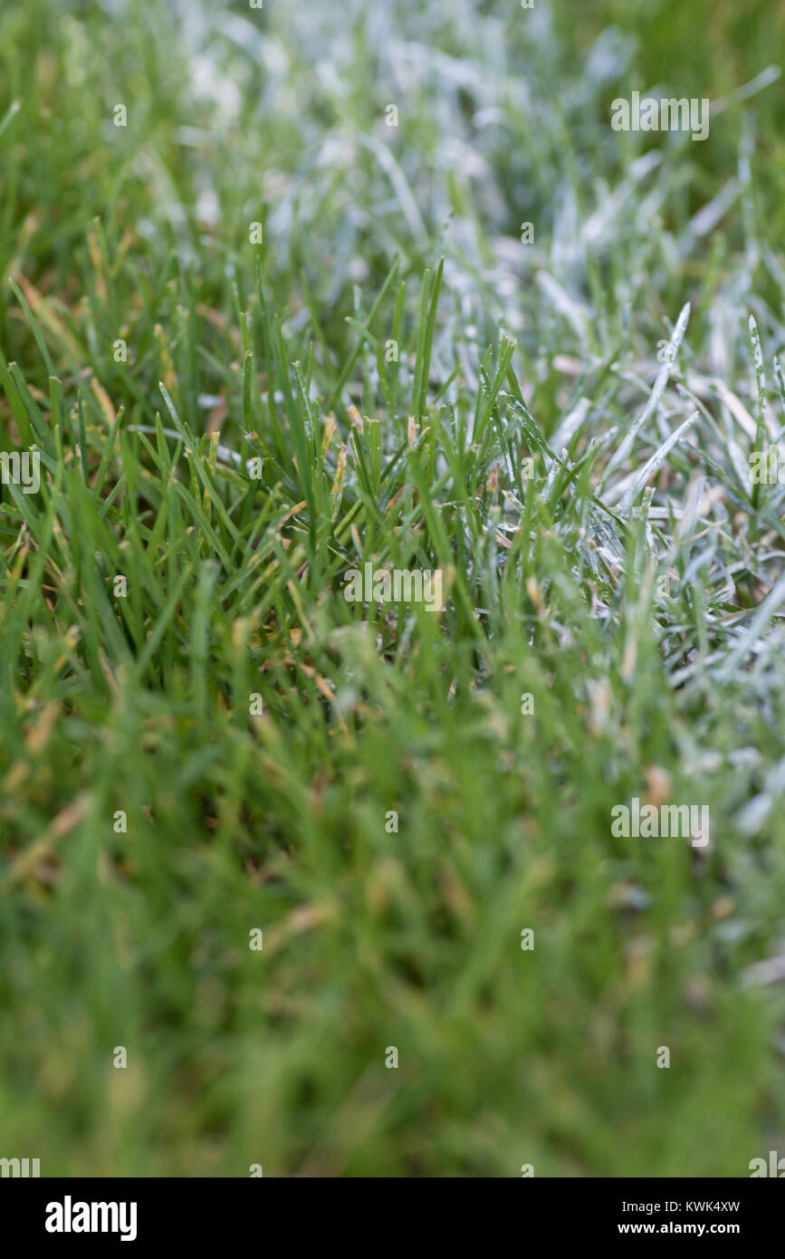 white stripe painted on grass sports field Stock Photo - Alamy