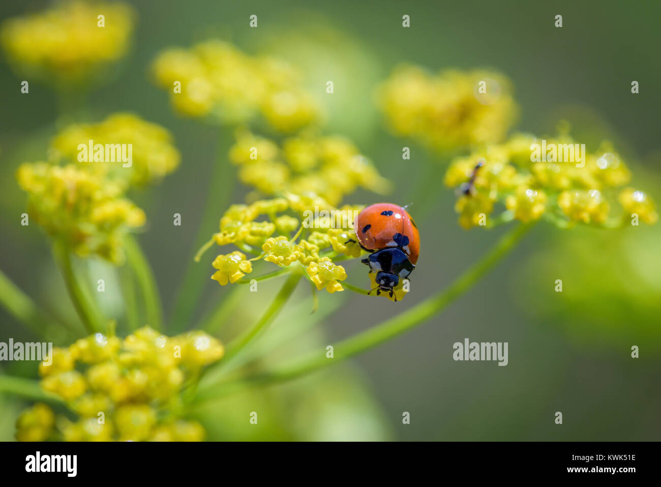 Ladybug side view hi-res stock photography and images - Alamy