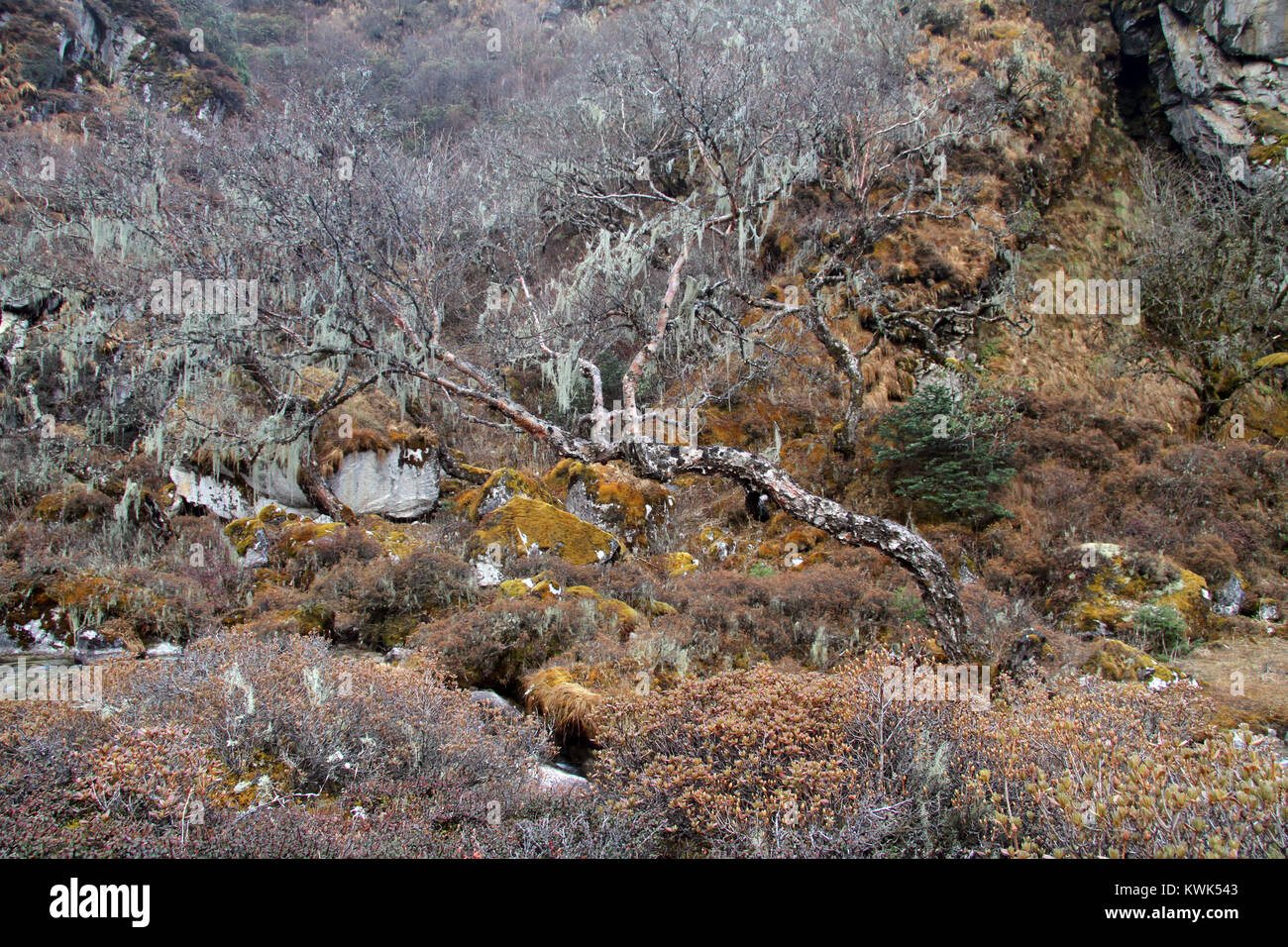 Forest in mountain near Bimtang in Nepal Stock Photo - Alamy