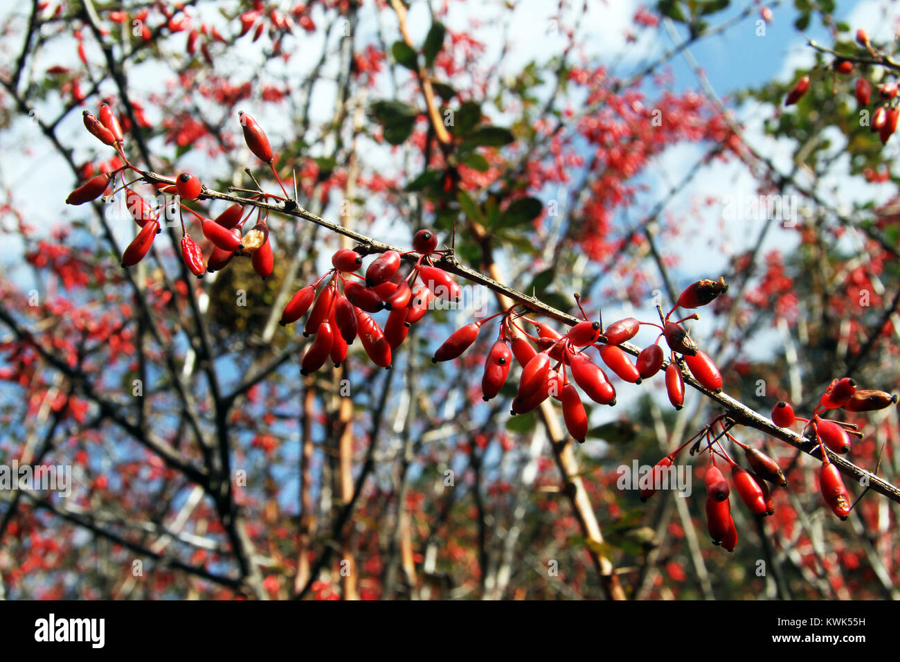 Branch of barberry bush in the forest Stock Photo - Alamy