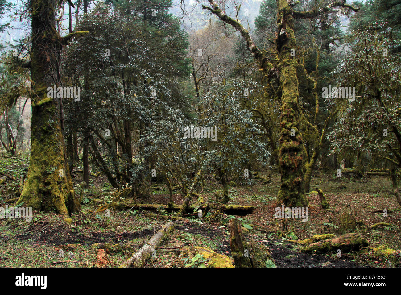In the forest near Bimtang, Nepal Stock Photo - Alamy