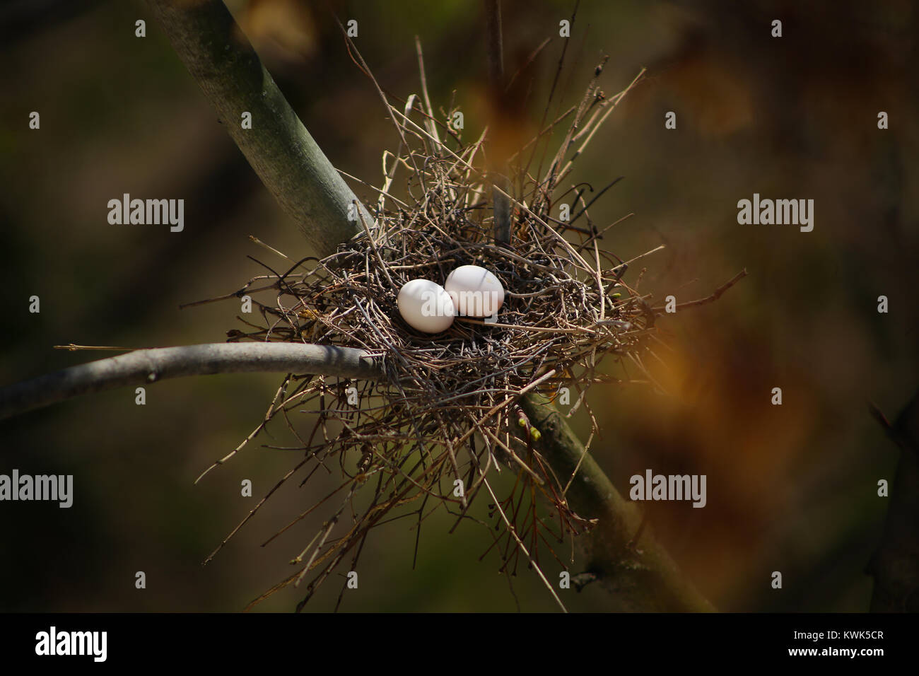 Turtle dove nest on a branch in the spring Stock Photo - Alamy