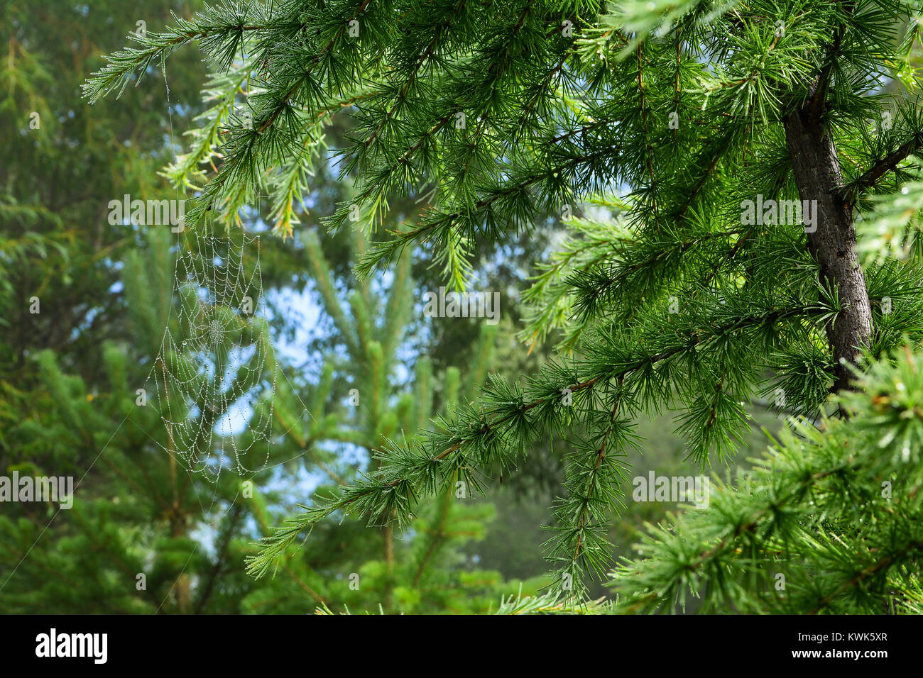 Spruce twig with spider web. Coniferous forest. Nature background Stock ...