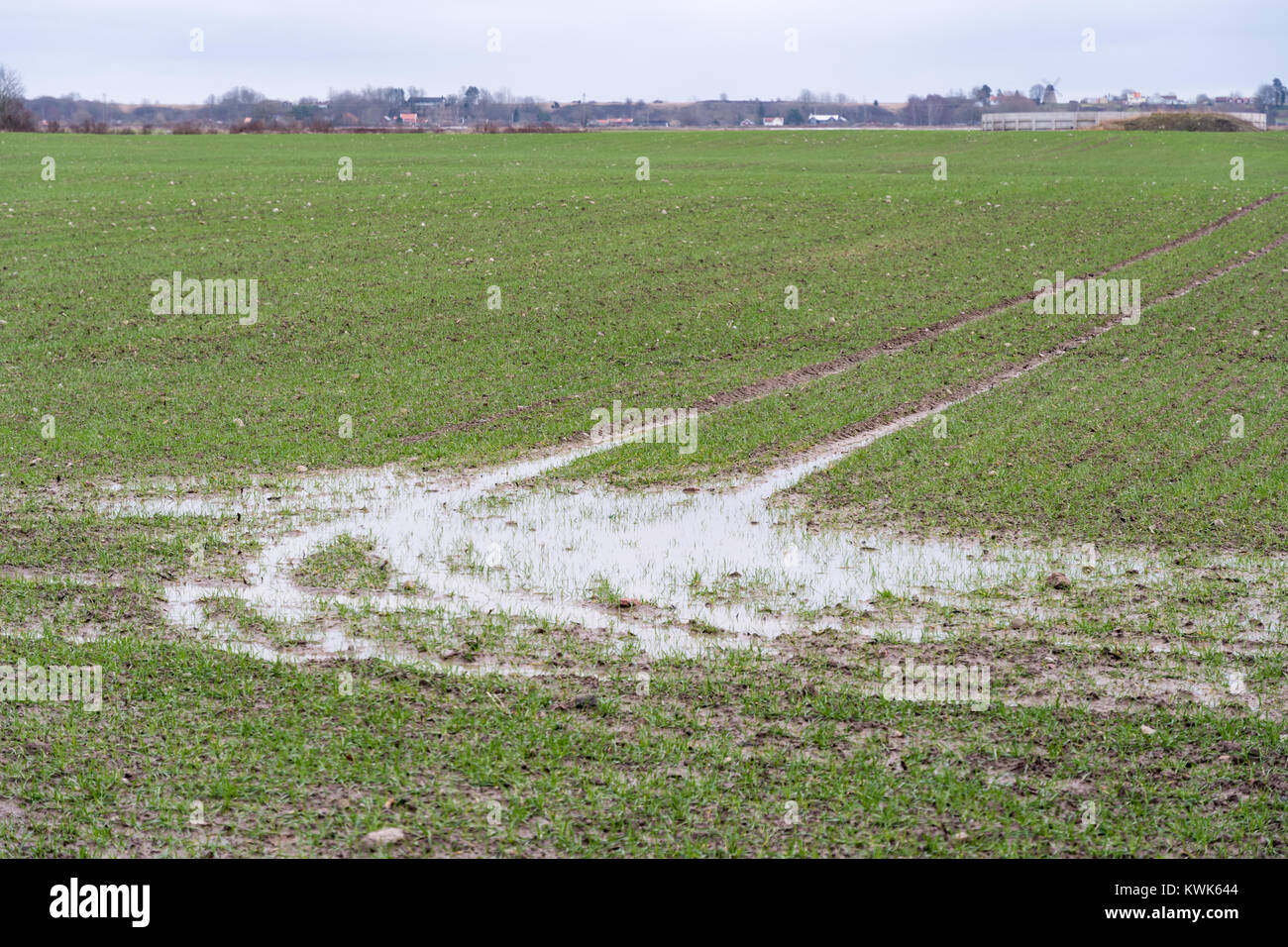 Pool of water in a wet green grain field Stock Photo - Alamy