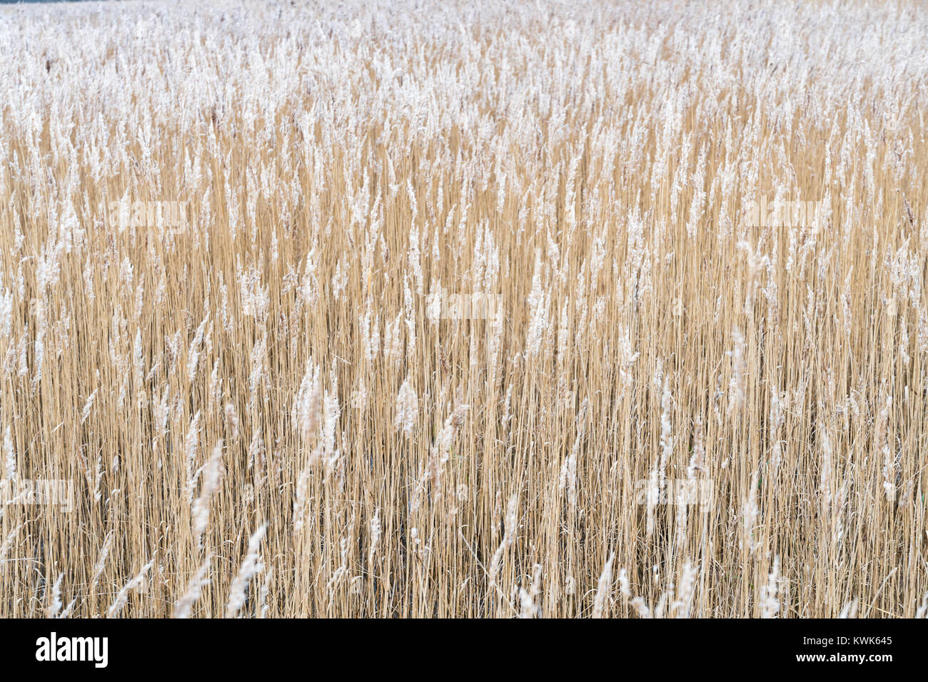 Fluffy dry reeds hi-res stock photography and images - Alamy