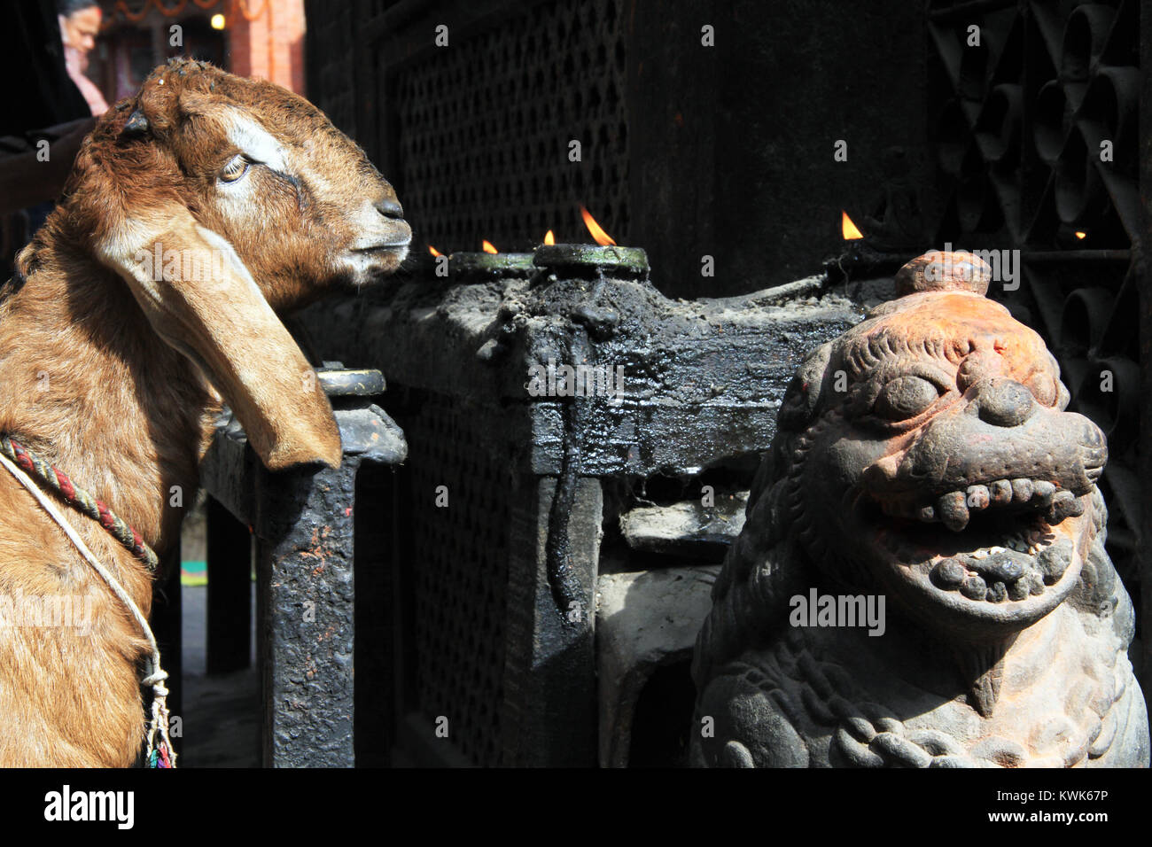 Goat Sacrifice Stock Photos & Goat Sacrifice Stock Images - Alamy