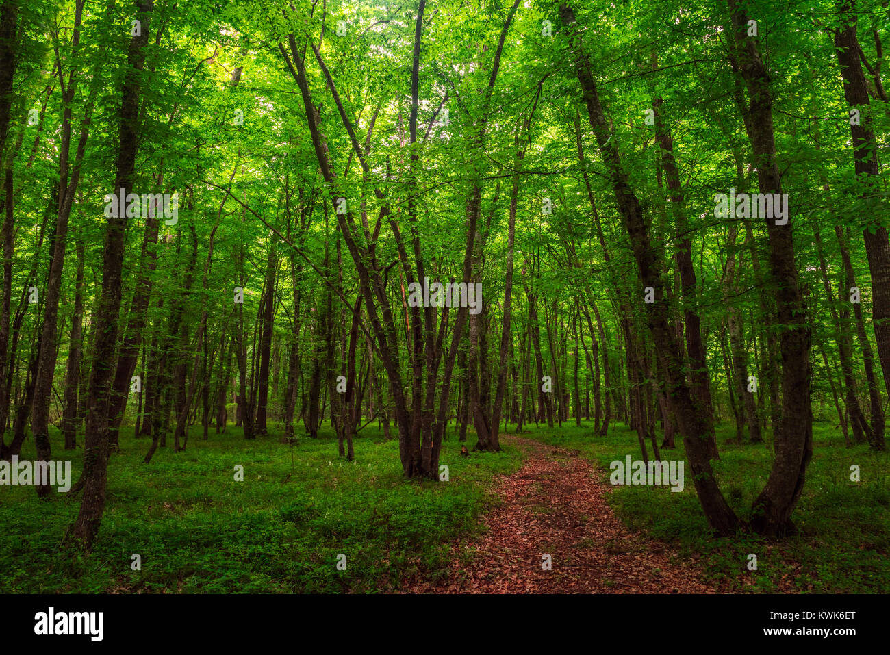 Summer green forest Stock Photo - Alamy