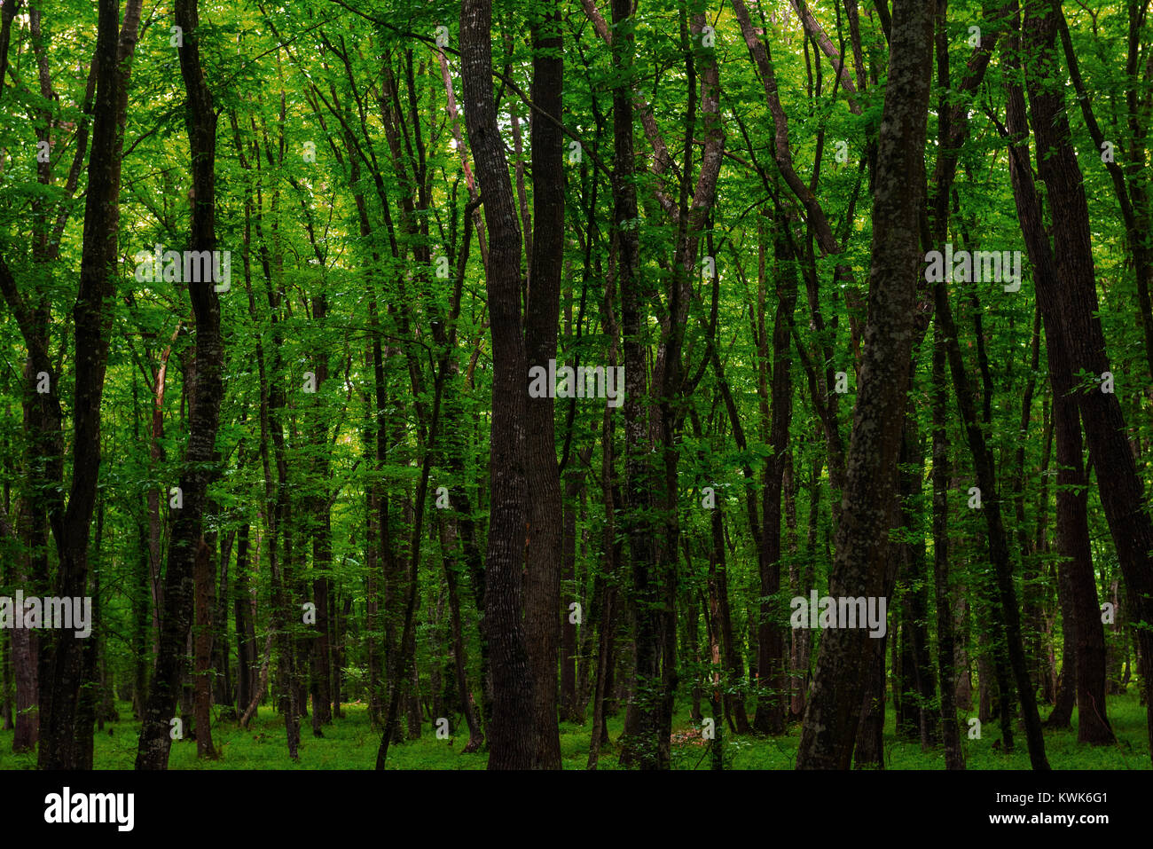 Summer green forest Stock Photo - Alamy