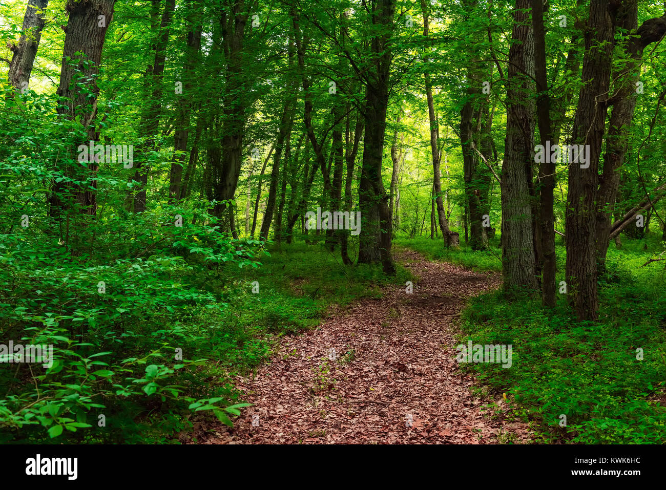 Summer green forest Stock Photo - Alamy