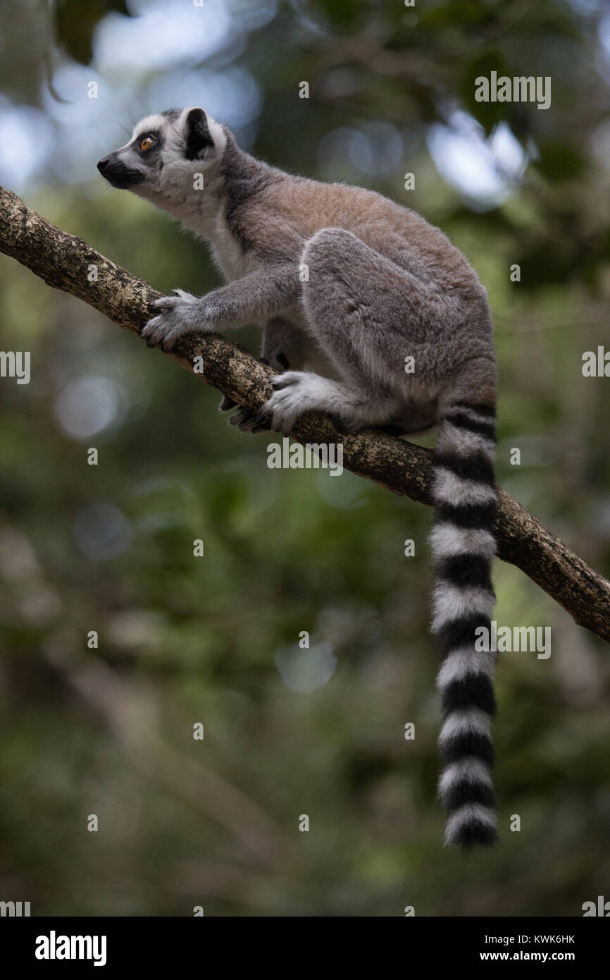 Full body Madagascar ring-tailed lemur (Lemur catta) from the ...