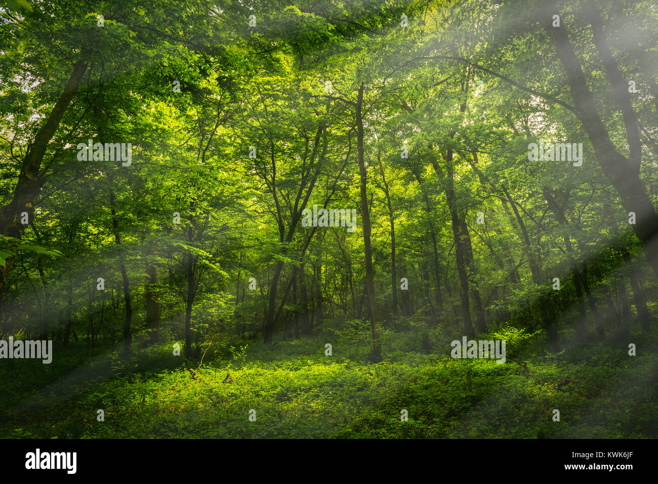 Summer green forest Stock Photo - Alamy