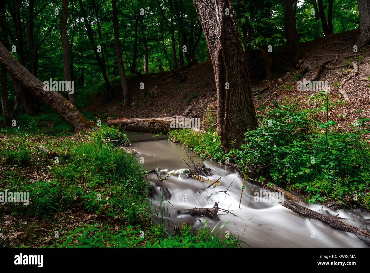 A small river in a green forest Stock Photo - Alamy