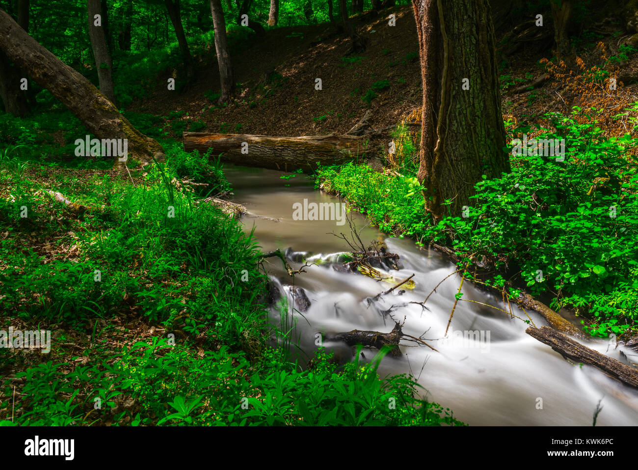 A small river in a green forest Stock Photo - Alamy