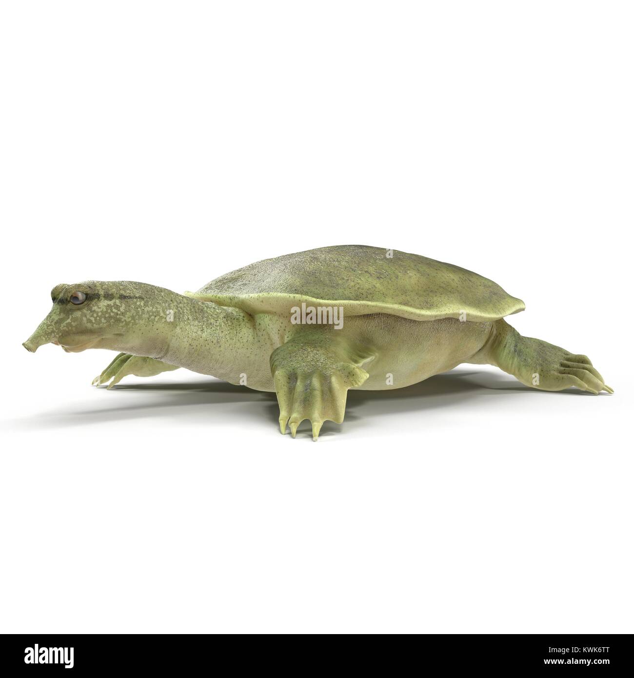 Chinese softshell turtle Pelodiscus sinensis on white. 3D illustration ...