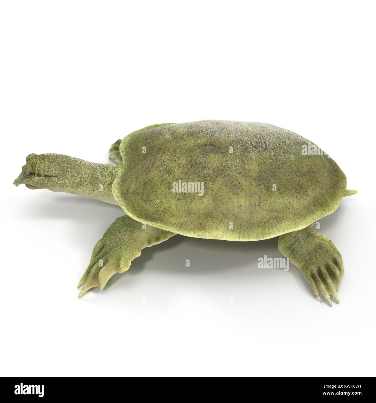 Chinese softshell turtle pelodiscus sinensis Cut Out Stock Images ...