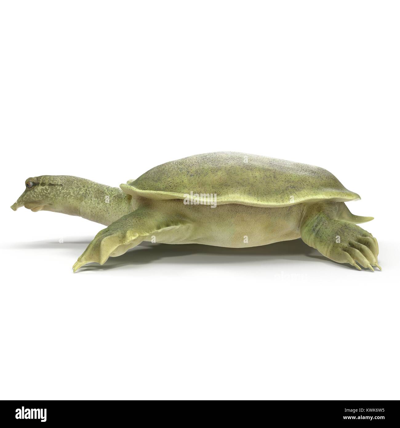 Chinese soft shell turtle hi-res stock photography and images - Alamy