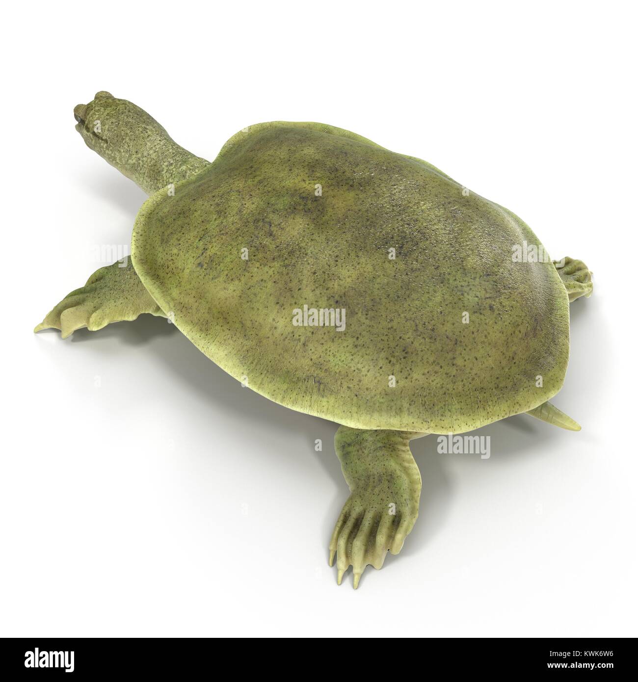 Chinese soft-shelled turtle on white. 3D illustration Stock Photo - Alamy