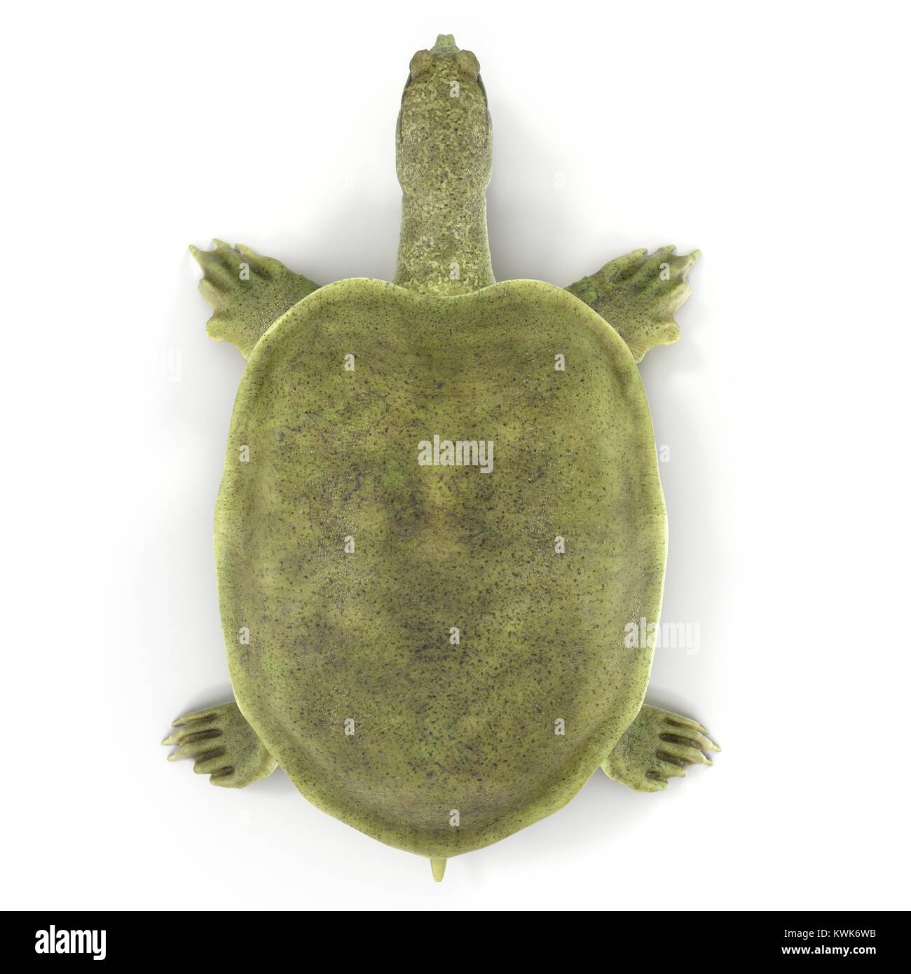Top view Chinese softshell turtle Pelodiscus sinensis on white. 3D ...
