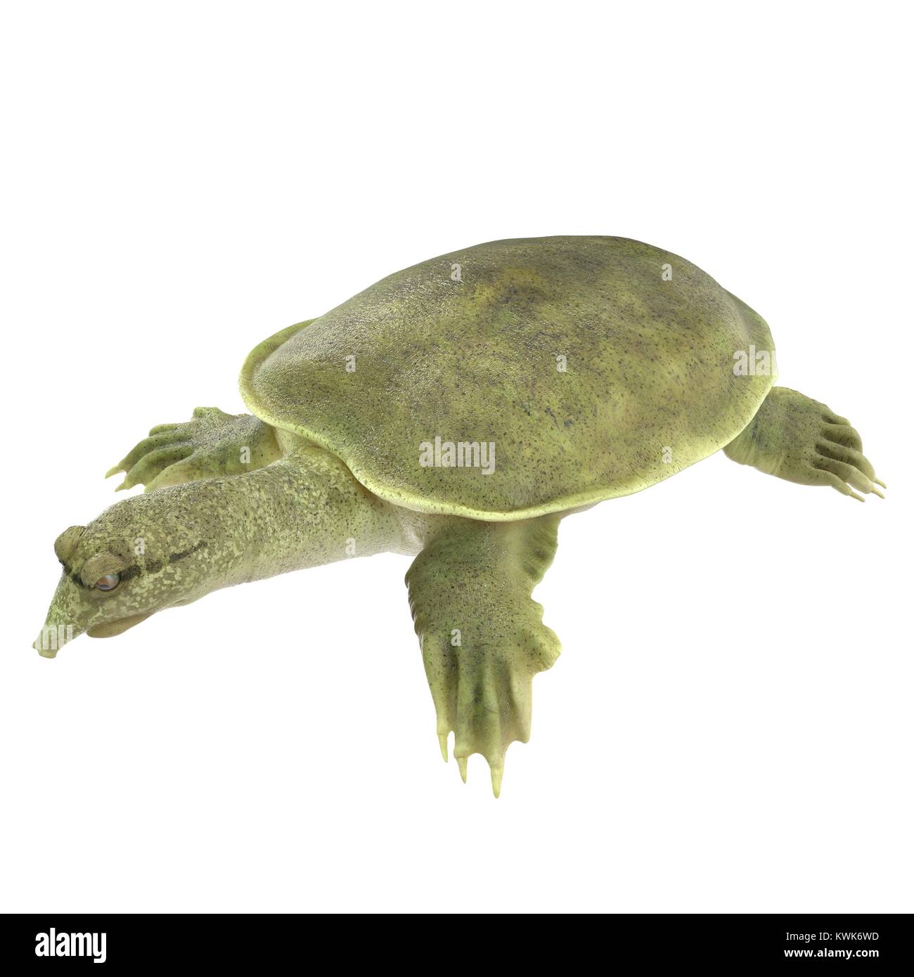 Chinese soft-shelled turtle on white. 3D illustration Stock Photo - Alamy