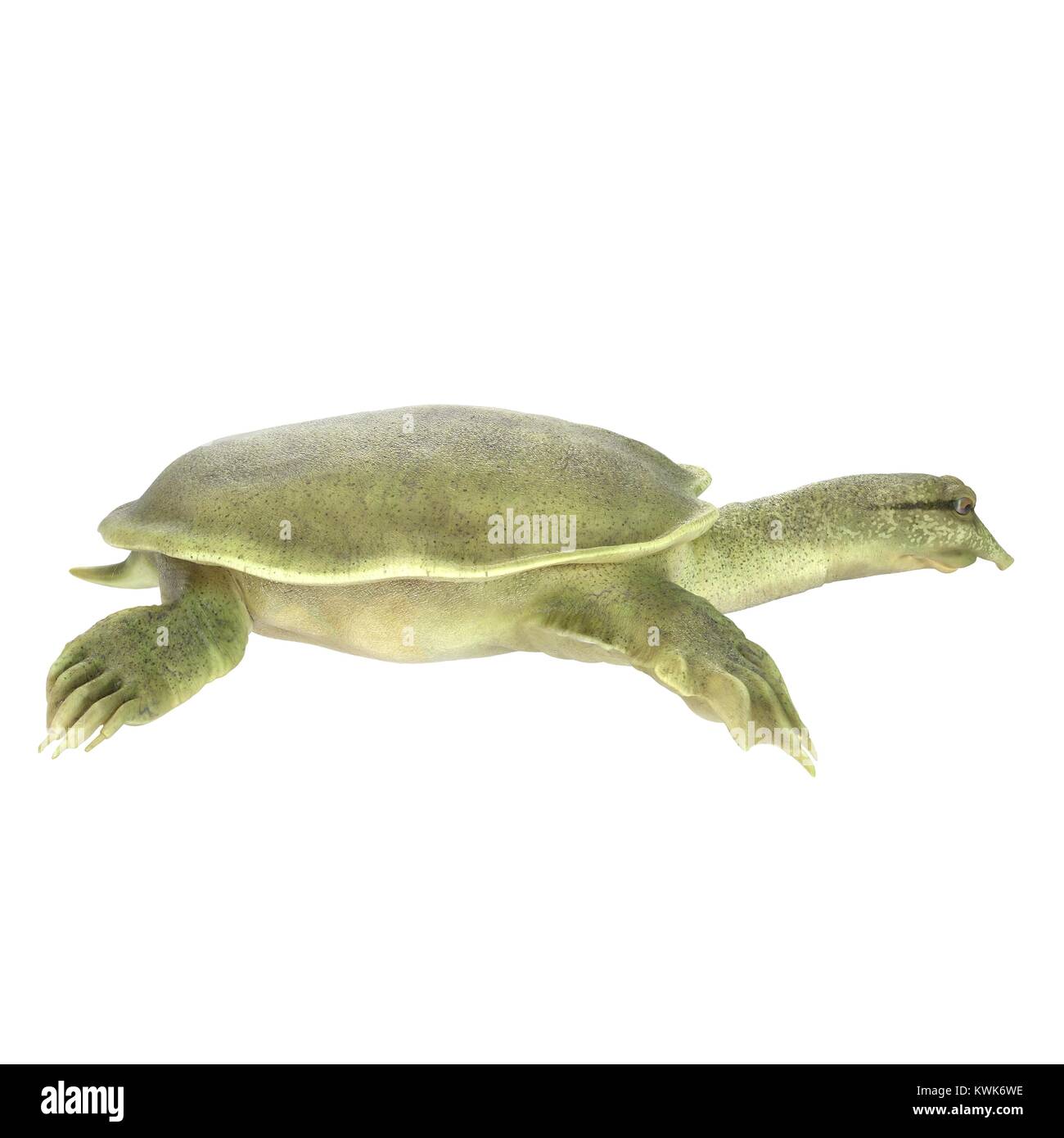 Chinese Softshell Turtle on white. Side view. 3D illustration Stock ...