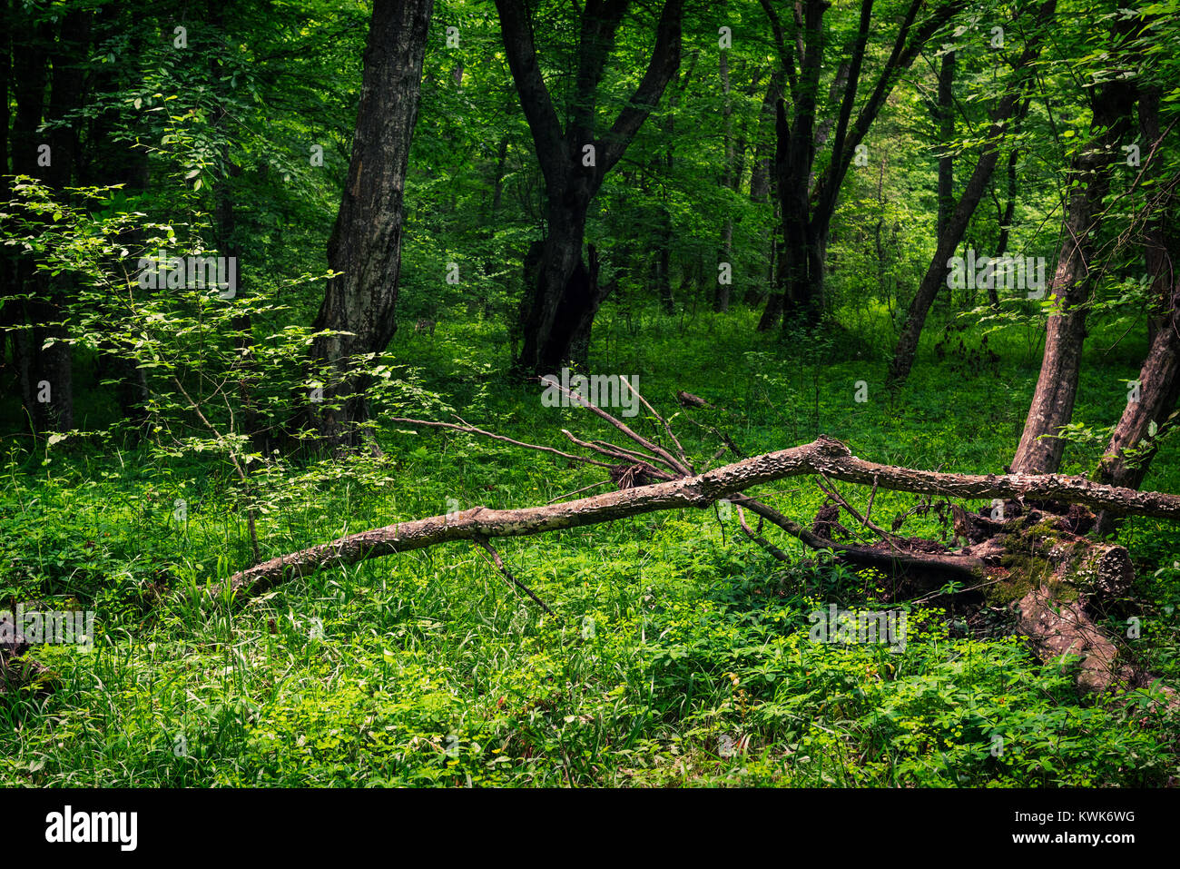 Fallen tree in the forest Stock Photo - Alamy