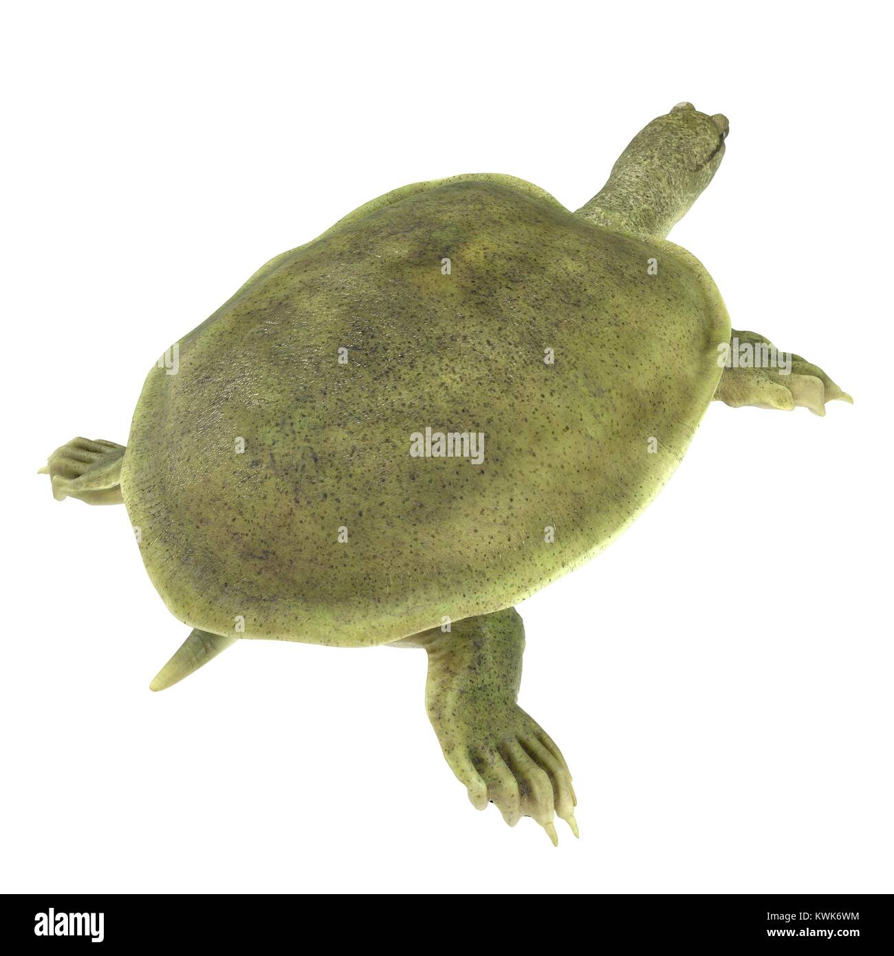 Rear view Chinese soft-shelled turtle on white. 3D illustration Stock ...