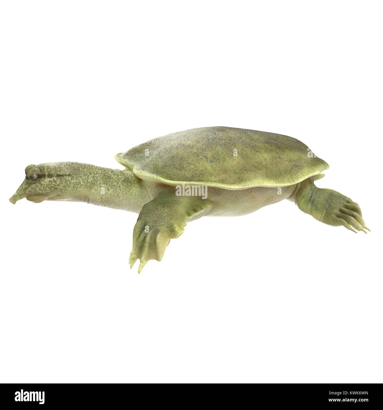 Chinese Softshell Turtle Stock Photos & Chinese Softshell Turtle Stock ...