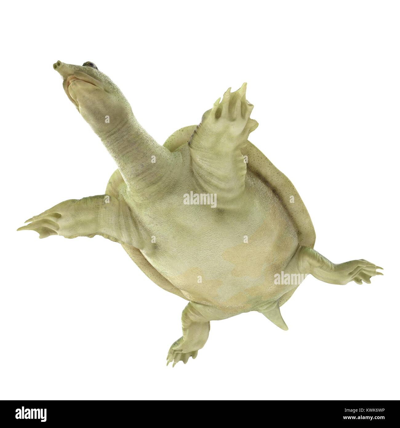Chinese Softshell Turtle on white. 3D illustration Stock Photo - Alamy