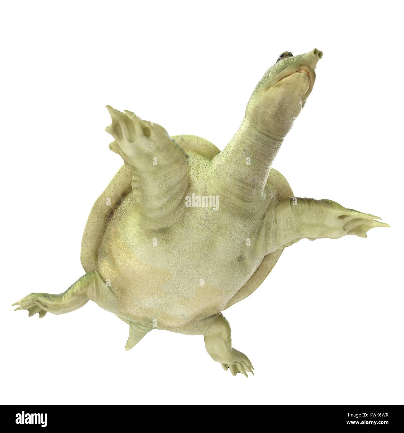 Chinese Softshell Turtle on white. 3D illustration Stock Photo - Alamy