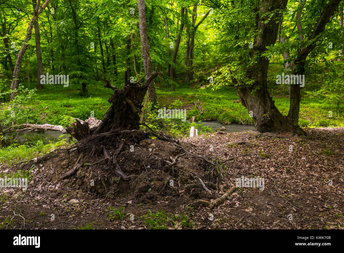 Fallen tree in the forest Stock Photo - Alamy