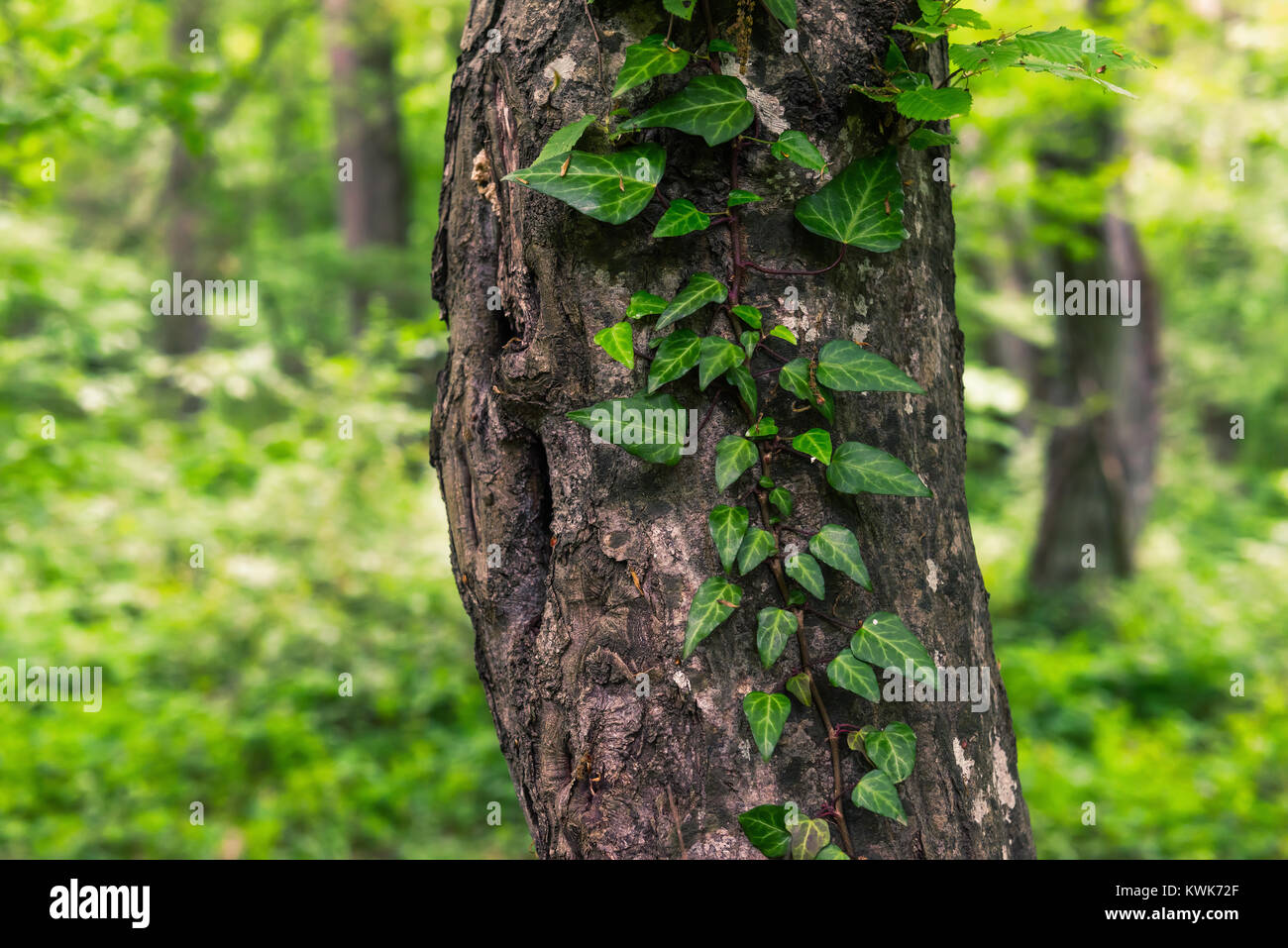 Tree trunk in a green forest Stock Photo - Alamy
