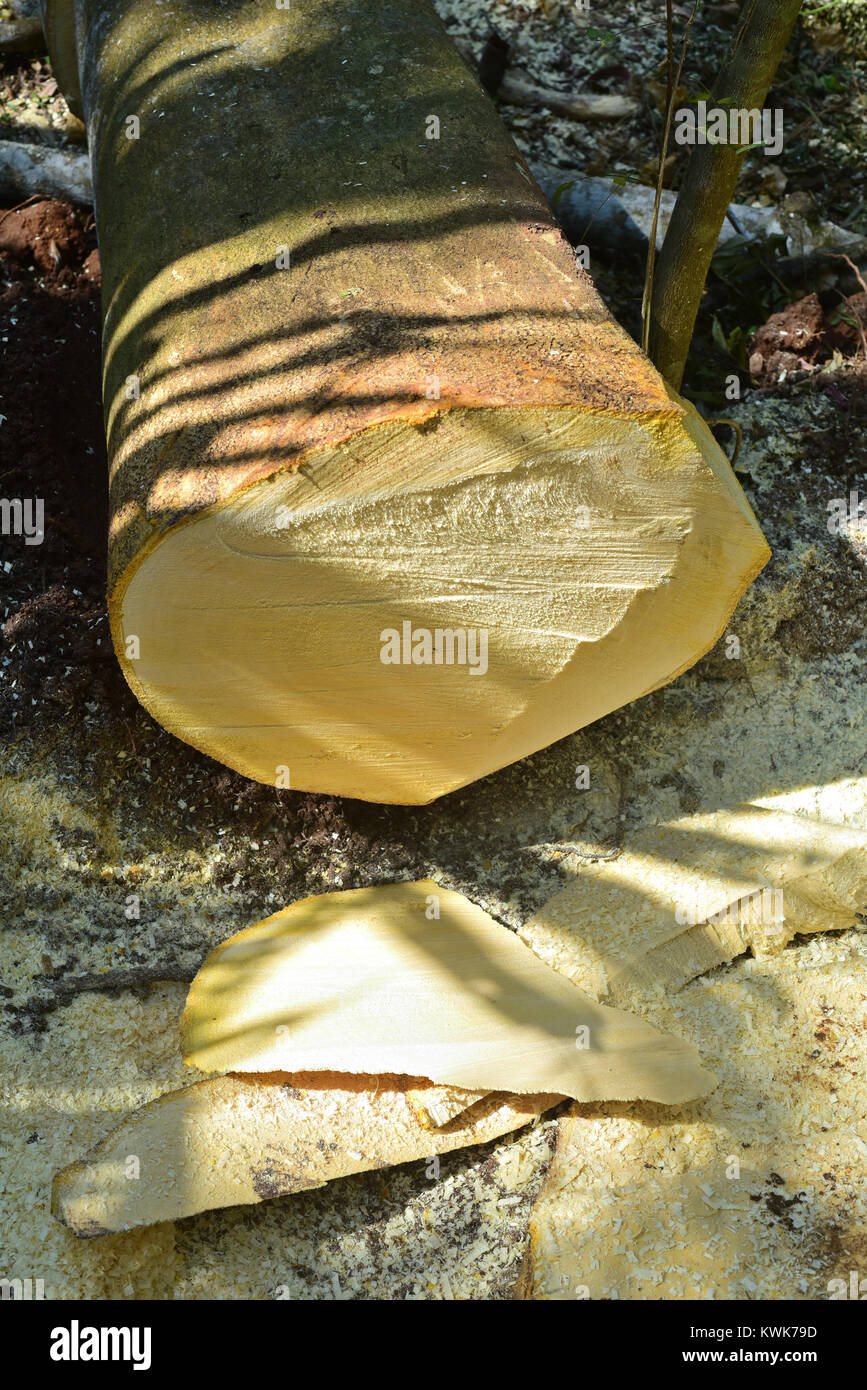 freshly cut tree log Stock Photo - Alamy